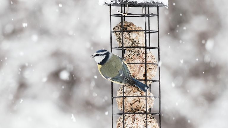 Bird feeders for fall and winter: 6 charming picks | Homes and Gardens