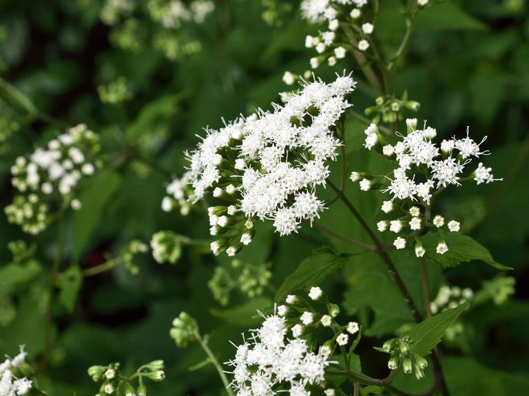 White Snakeroot Facts – Learn About Snakeroot Plant Uses In Gardens ...