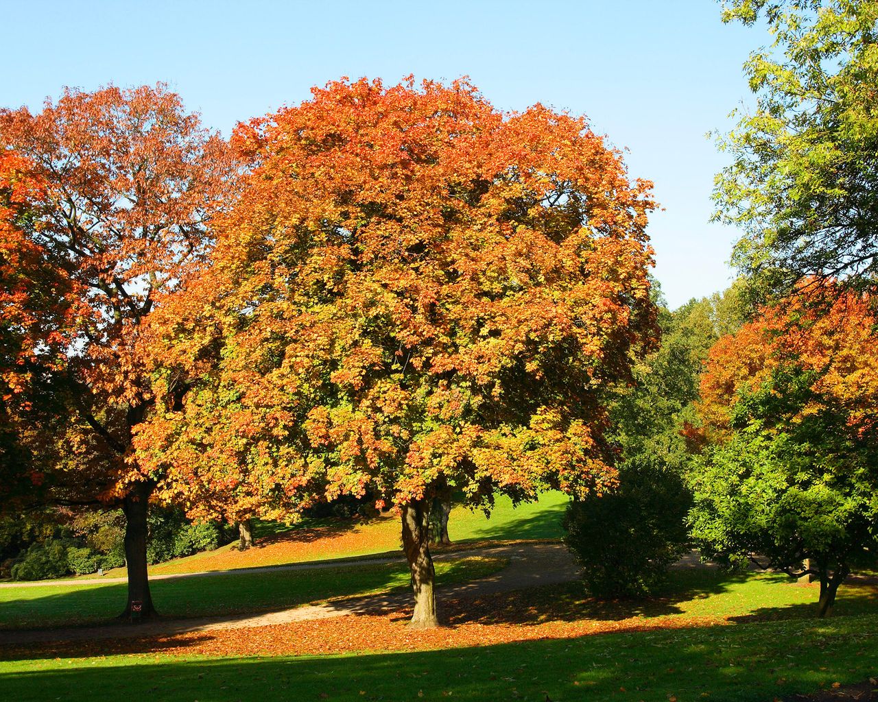Sycamore care and growing guide: tips for these large trees | Gardeningetc