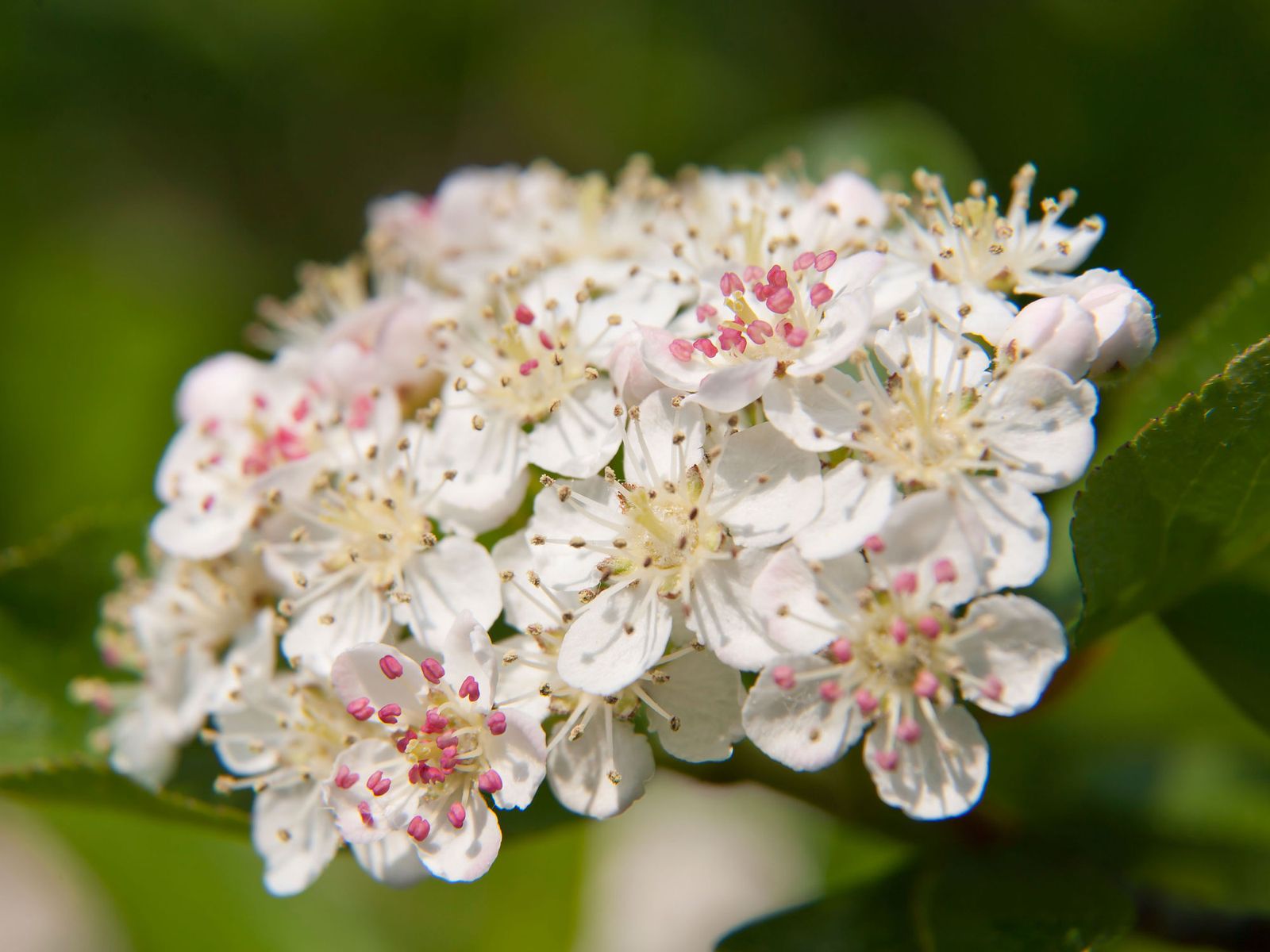 The 8 best trees to bring songbirds to your backyard | Livingetc