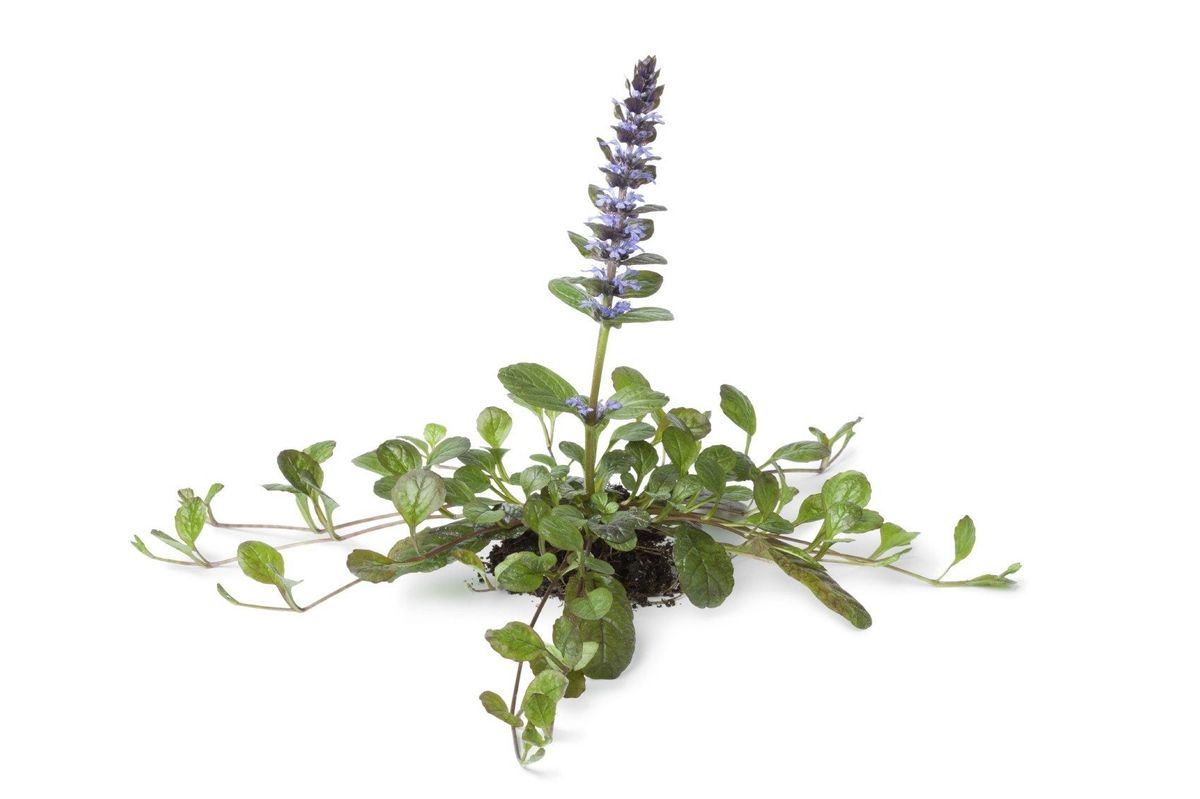 Ajuga Plant Propagation: Learn About The Propagation Of Ajuga ...