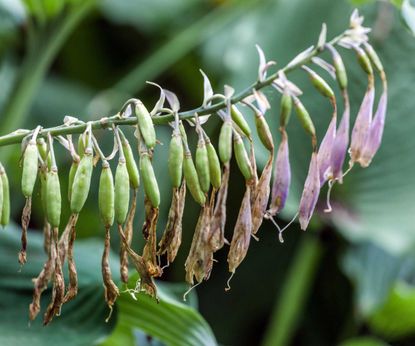 How to plant hosta seeds: an expert guide | Homes and Gardens