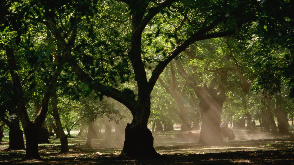 7 reasons your tomato plant is wilting — and how to fix it | Tom's Guide