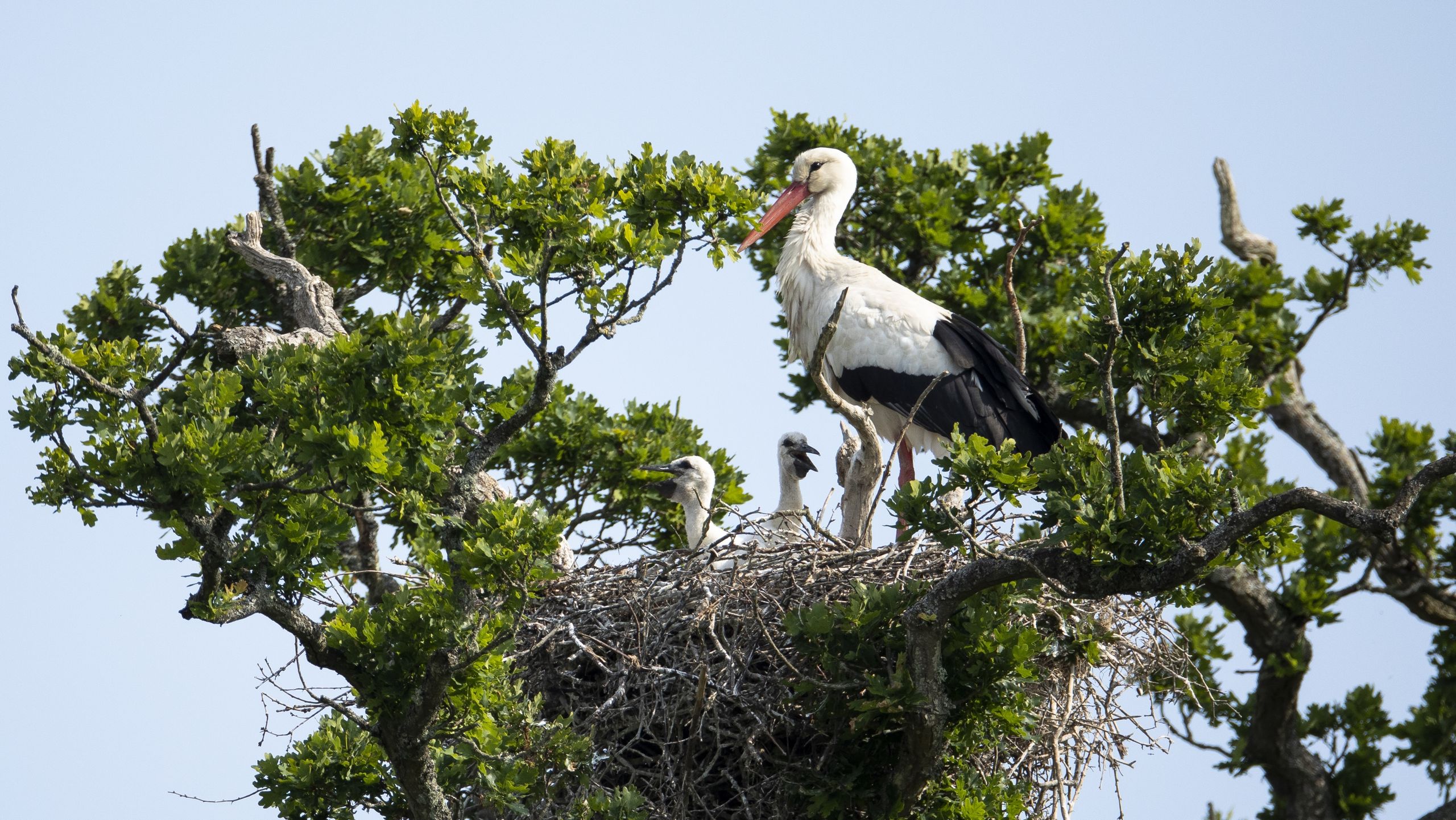 The UK gets its first ‘European stork village’ — and it's in West ...
