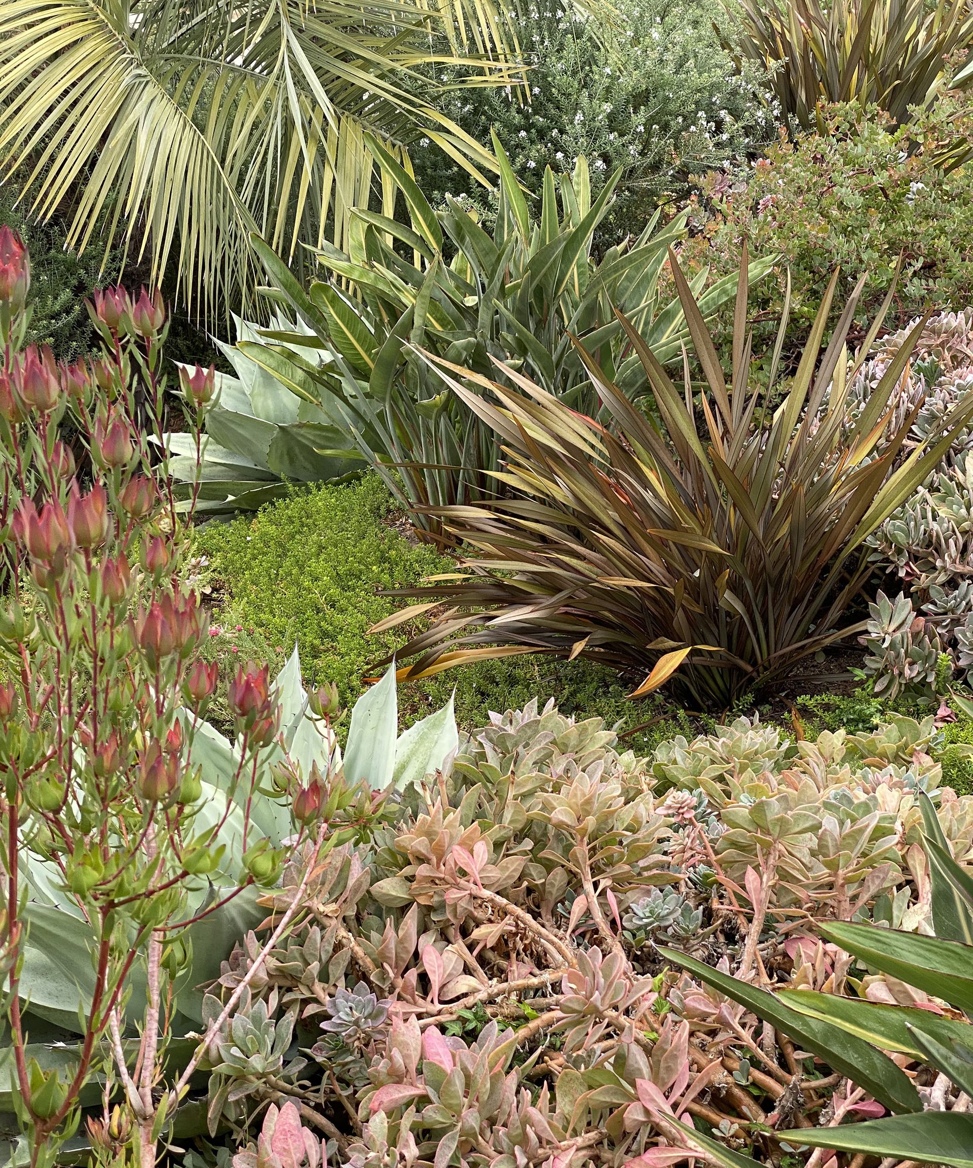 Dry gardens: how to design a drought-tolerant backyard | Gardeningetc