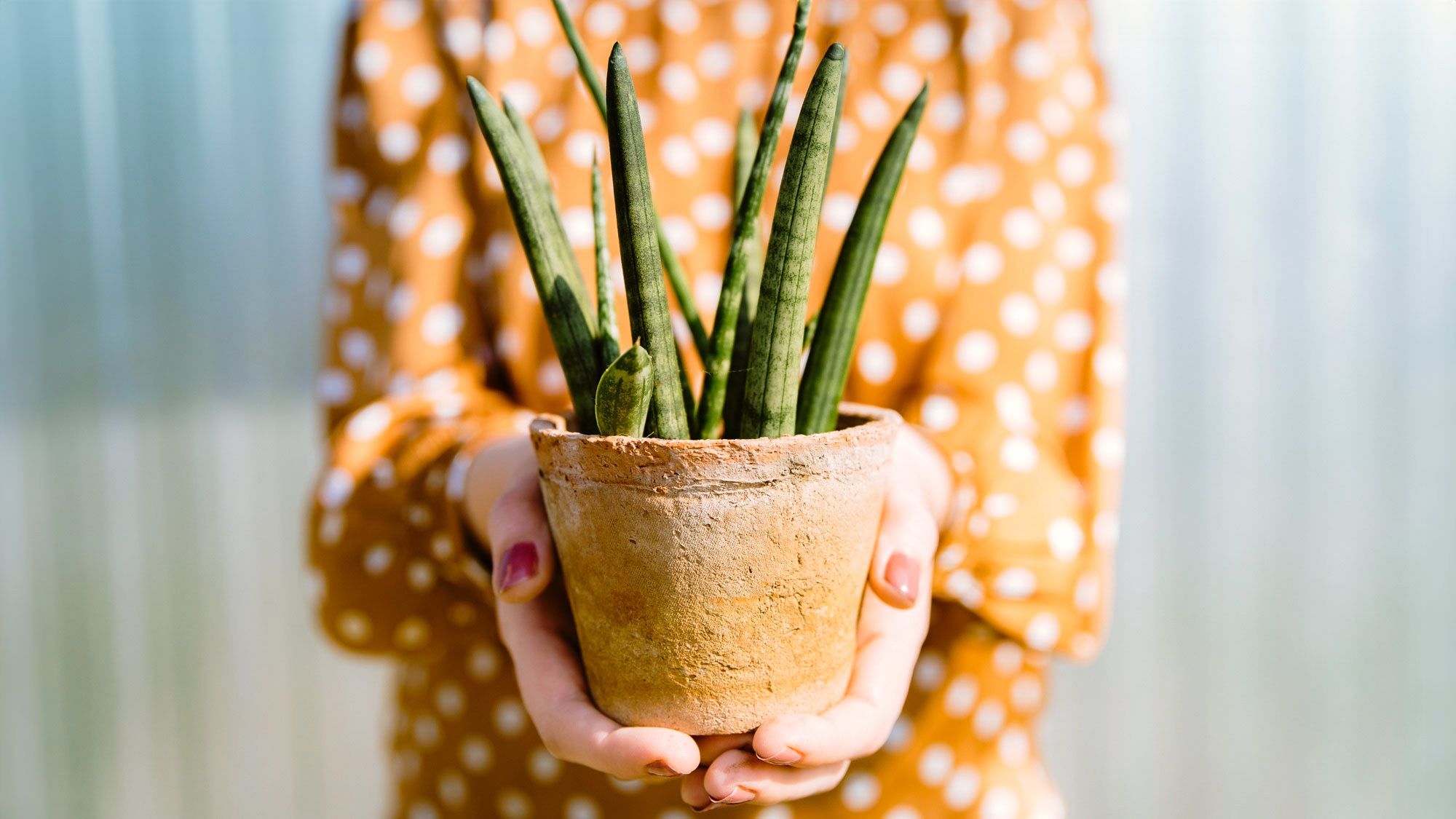 Signs Plants Are Too Cold Indoors — and What to Do Next | Gardening ...