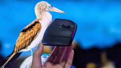 Hands-on with Microsoft's awesome new Adaptive Mouse and Button ...