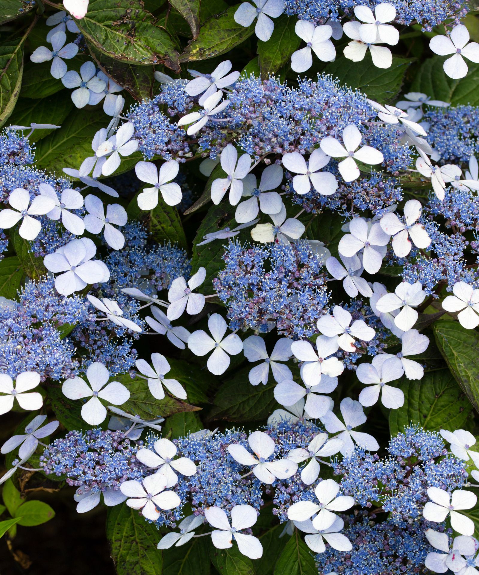 Best hydrangea varieties: 15 great flowering shrubs to try | Homes and ...