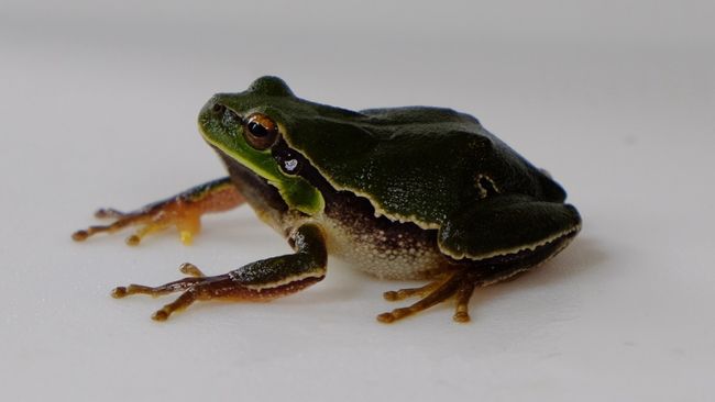 Chernobyl radiation set off black frog surge while green frogs ‘croaked ...
