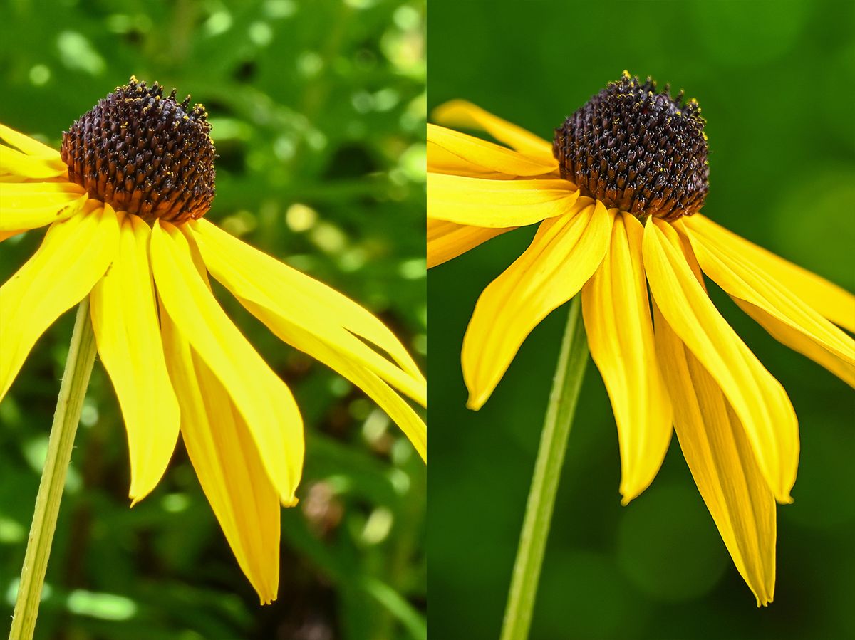 How to photograph flower close-ups in natural light | Digital Camera World