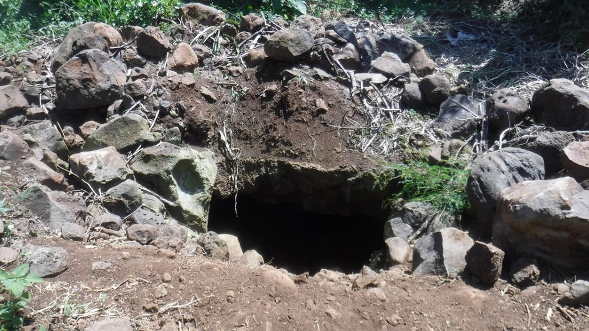 Spooky, subterranean daddy longlegs with ghostly pale bodies discovered ...