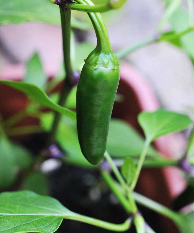 How and when to prune pepper plants for the biggest harvests | Homes ...
