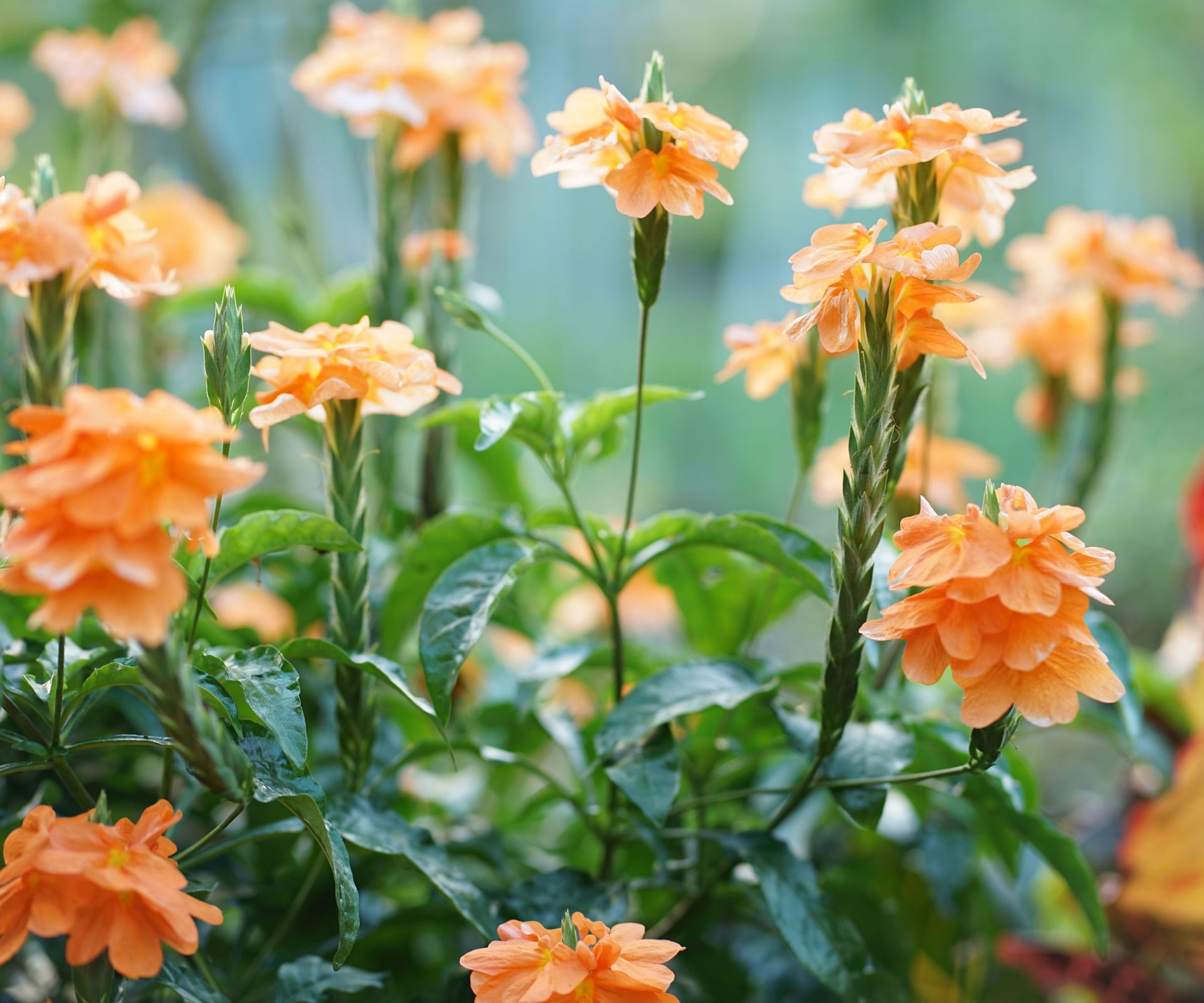 7 Heat-Loving Flowers That Blaze With Color All Summer | Gardening Know How
