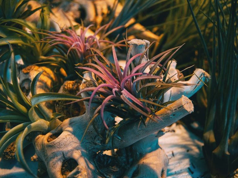 Sky Plant Bromeliads - How To Grow A Tillandsia Sky Plant | Gardening ...