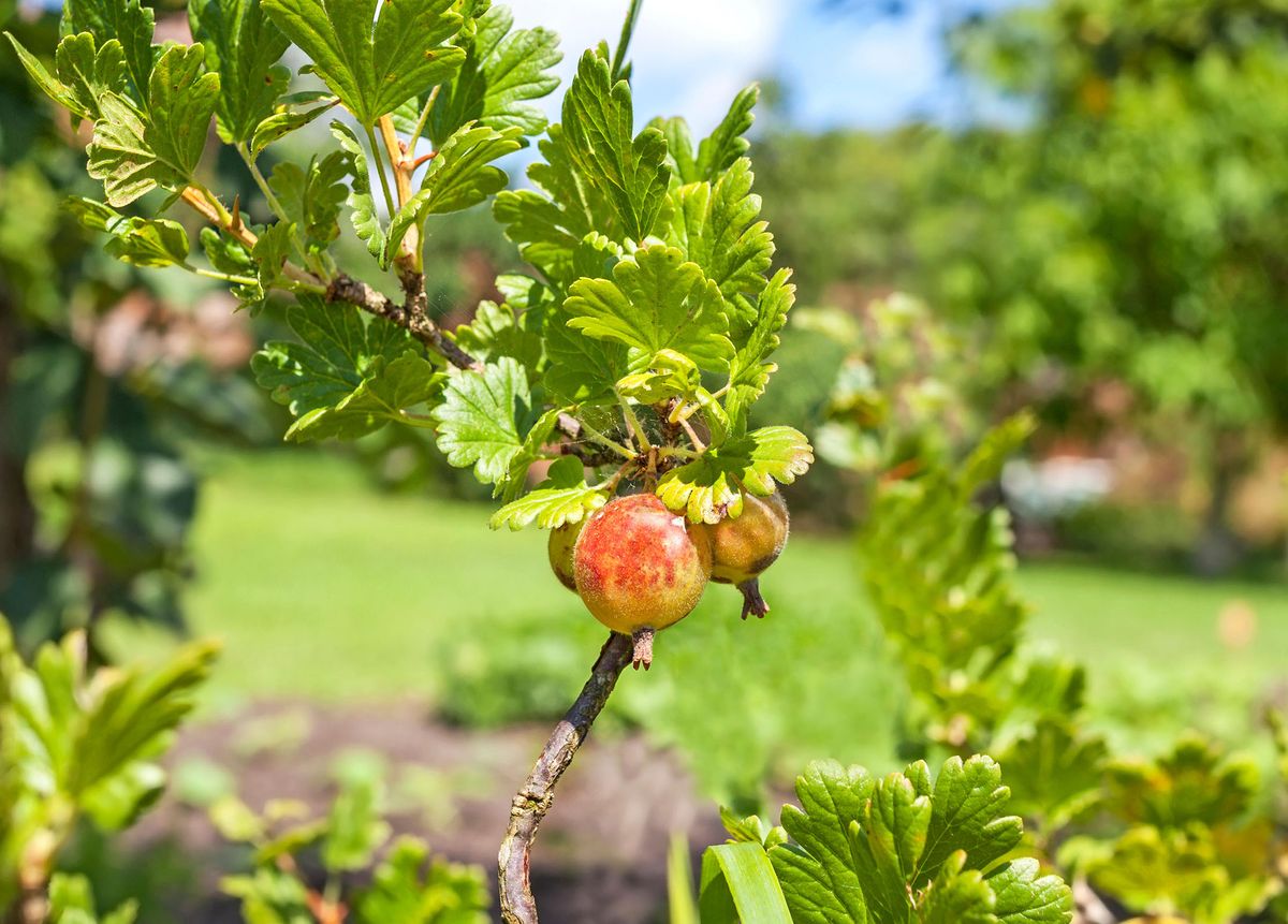 How to grow gooseberries: What to plant, how to look after them, and ...