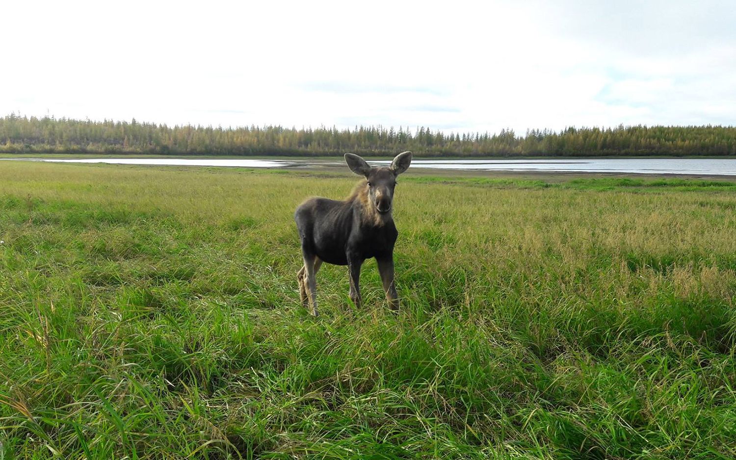 Russian Scientists Hope to Restore Ice Age Steppe with 'Pleistocene ...