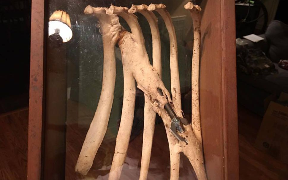 Deer Got Shot by Arrow, Used It to Heal Its Own Ribs | Live Science