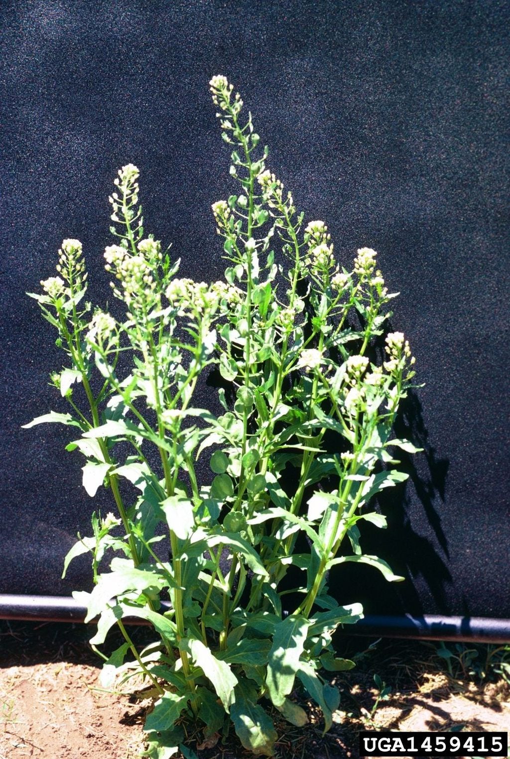 Thlaspi Stinkweed Plants - Tips On Stinkweed Control In The Garden ...