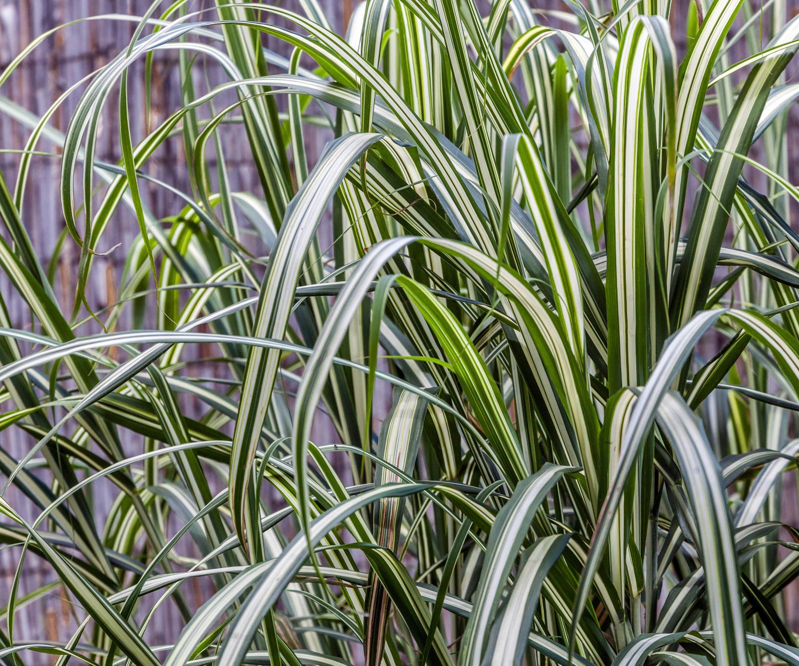 Best miscanthus varieties: 15 of the top ornamental grasses | Homes and ...