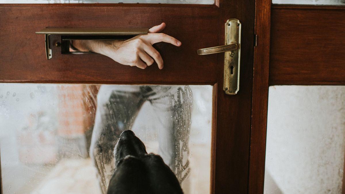 Dog owners issued warning over thieves using new tactics to steal pets ...