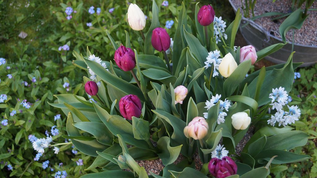 How to plant bulbs using the 'bulb lasagna' technique | Tom's Guide