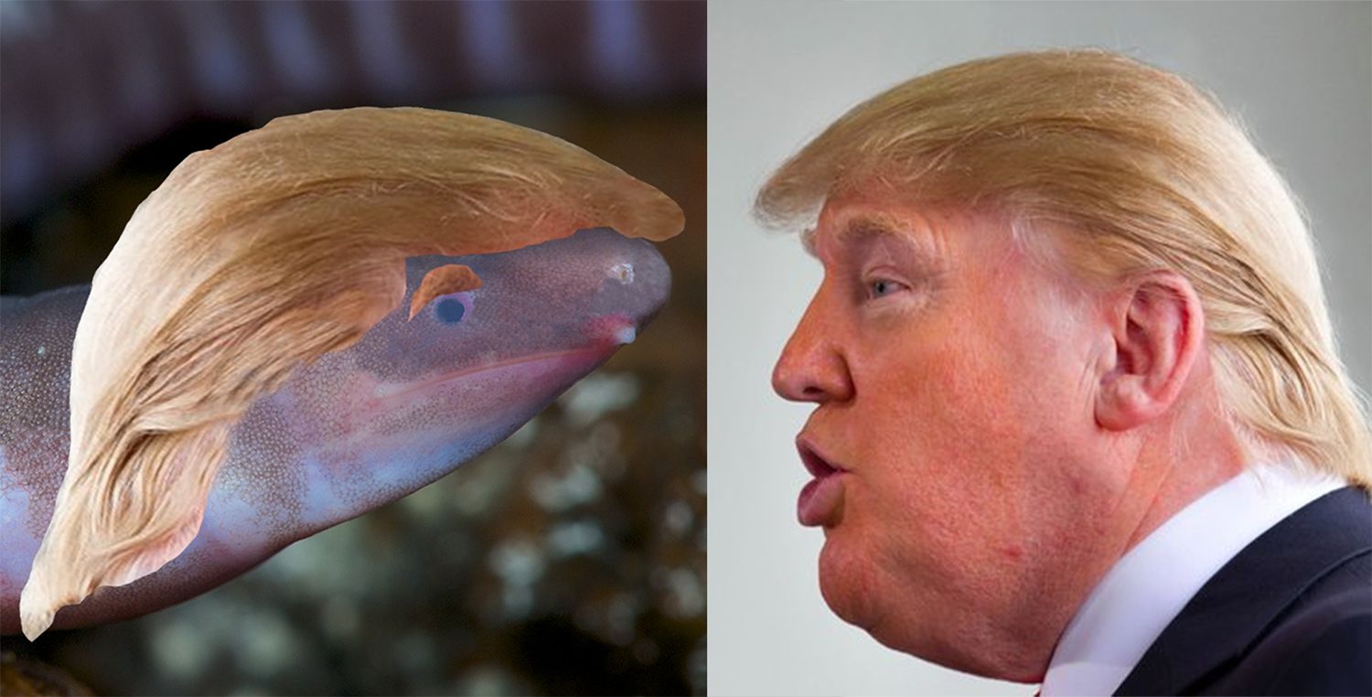 'Blind' on Climate, Trump Inspires Name for Sightless, Slimy, Worm-Like ...