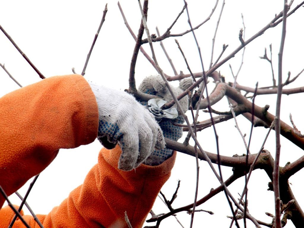 What To Prune In Winter: Plants And Trees To Cut Back In Winter ...