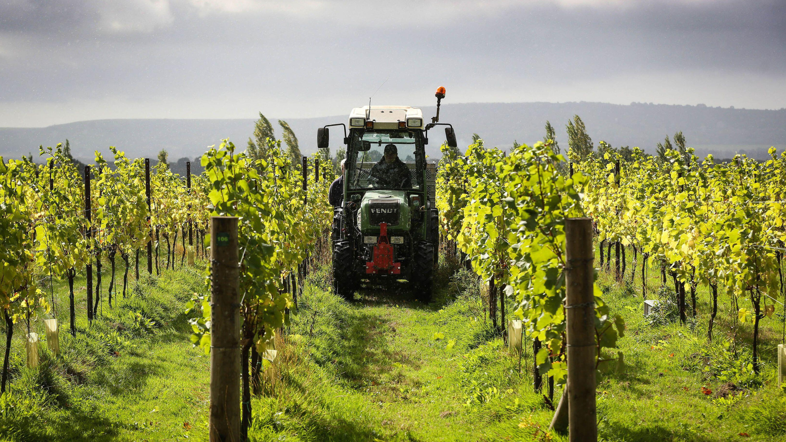 The rise of English sparkling wine | The Week