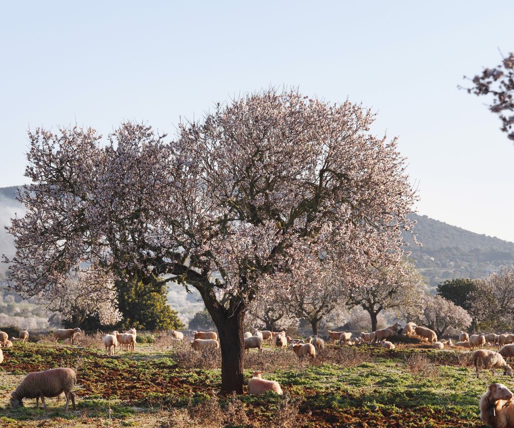 How to grow an almond tree: for beautiful blossom every year | Homes ...