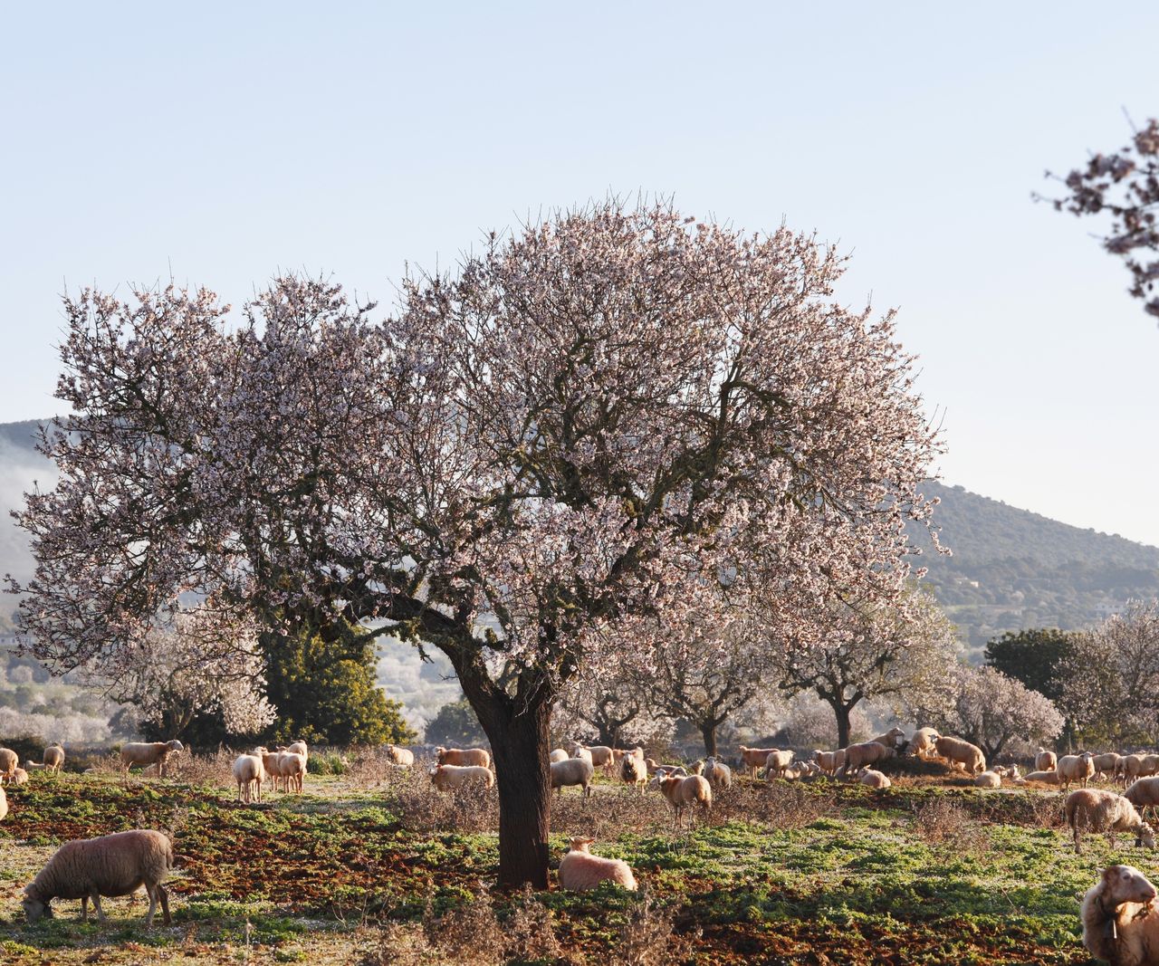 How to grow an almond tree: for beautiful blossom every year | Homes ...