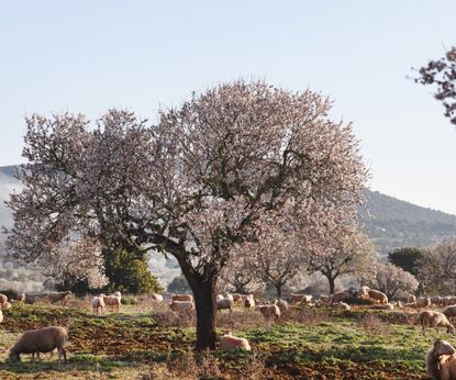 How to grow an almond tree: for beautiful blossom every year | Homes ...