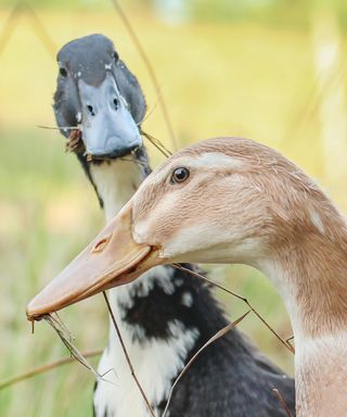 Why ducks are the ultimate in natural pest control in the garden ...