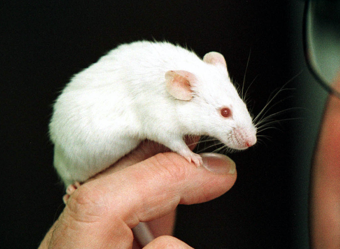 Why mice are being used in the fight against ‘deepfakes’ | The Week