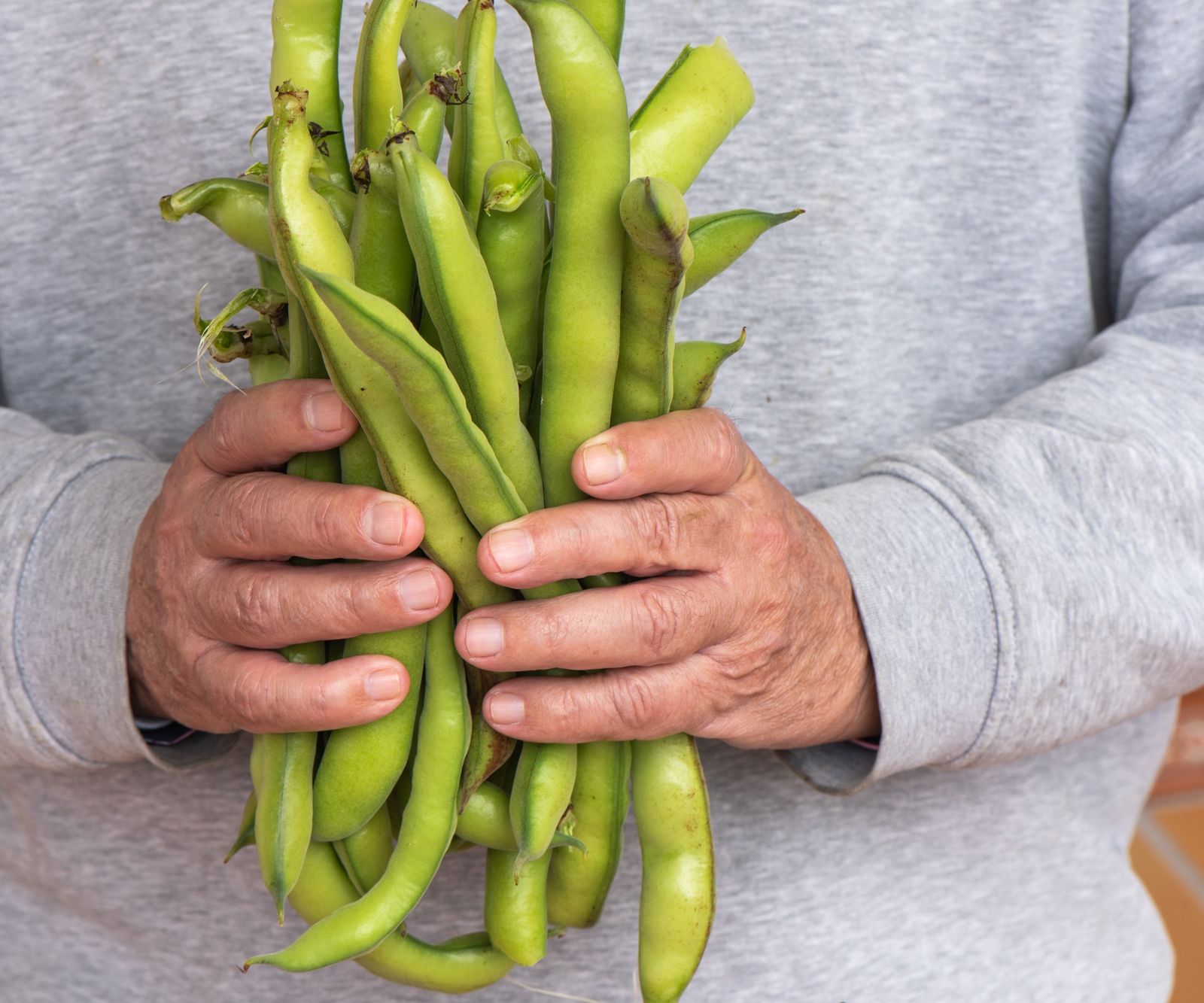 How to harvest fava beans: tips for picking the best crop | Homes and ...