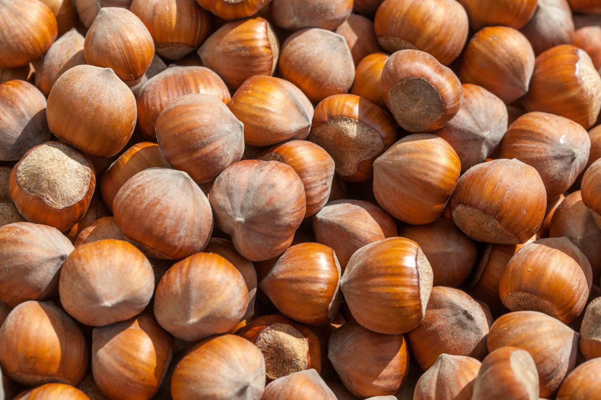 Mark Diacono: How to grow your own hazelnuts (and why you'll find it ...