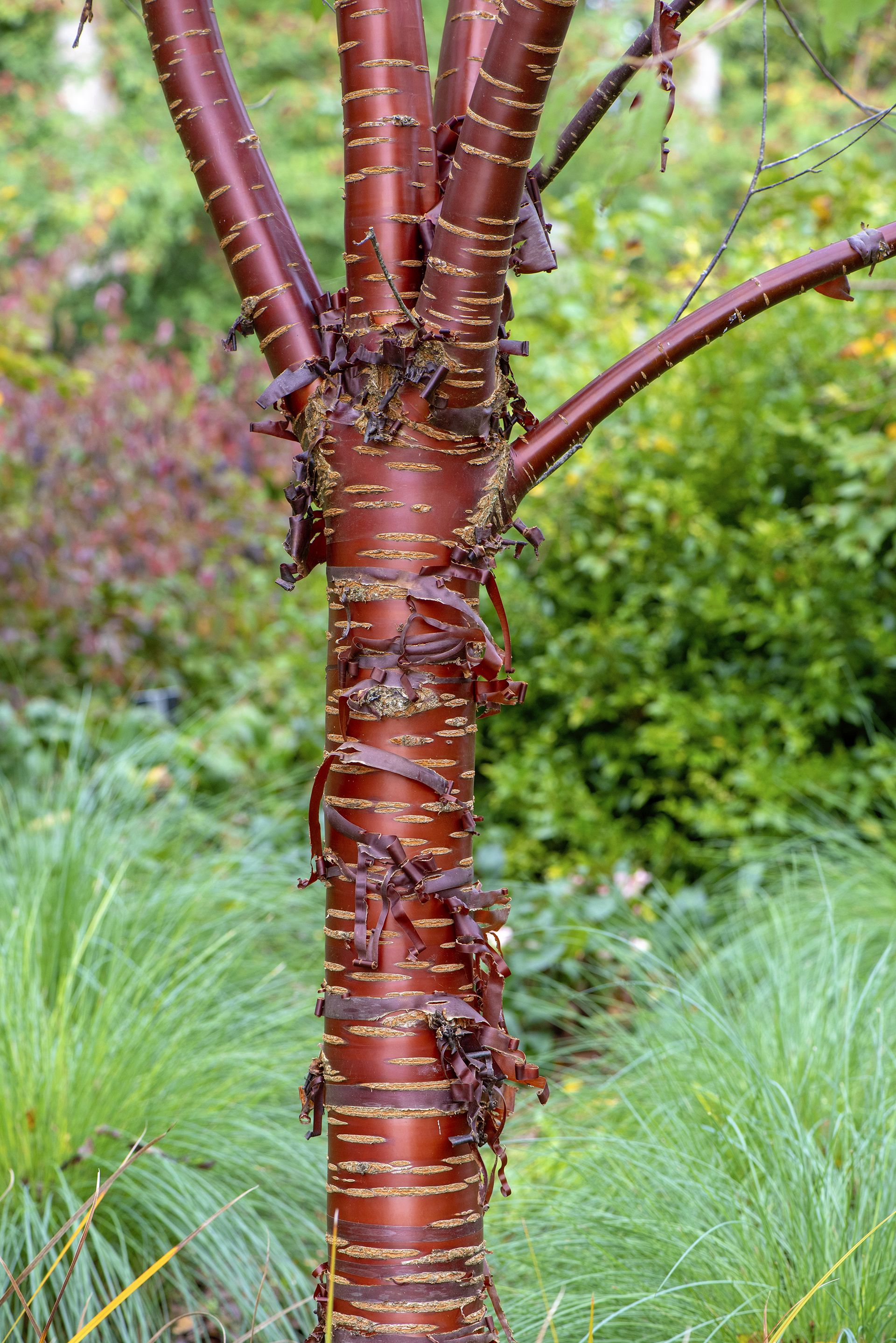 Best trees for front yards: 10 varieties to suit all gardens | Homes ...