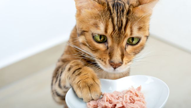32 surprising foods cats can eat | PetsRadar