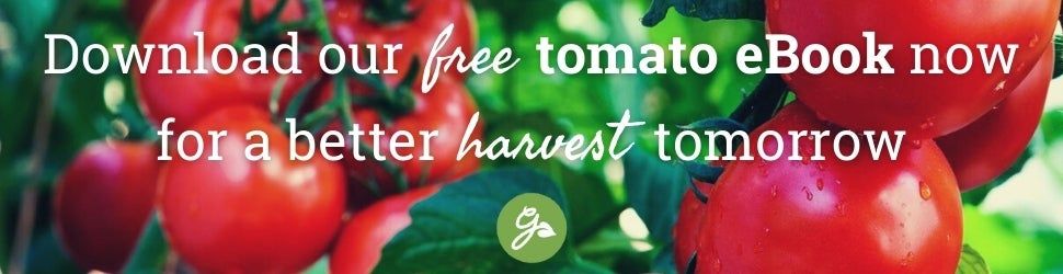 Cutting Leaves On Tomatoes: Learn About Cutting Back Tomato Plants ...