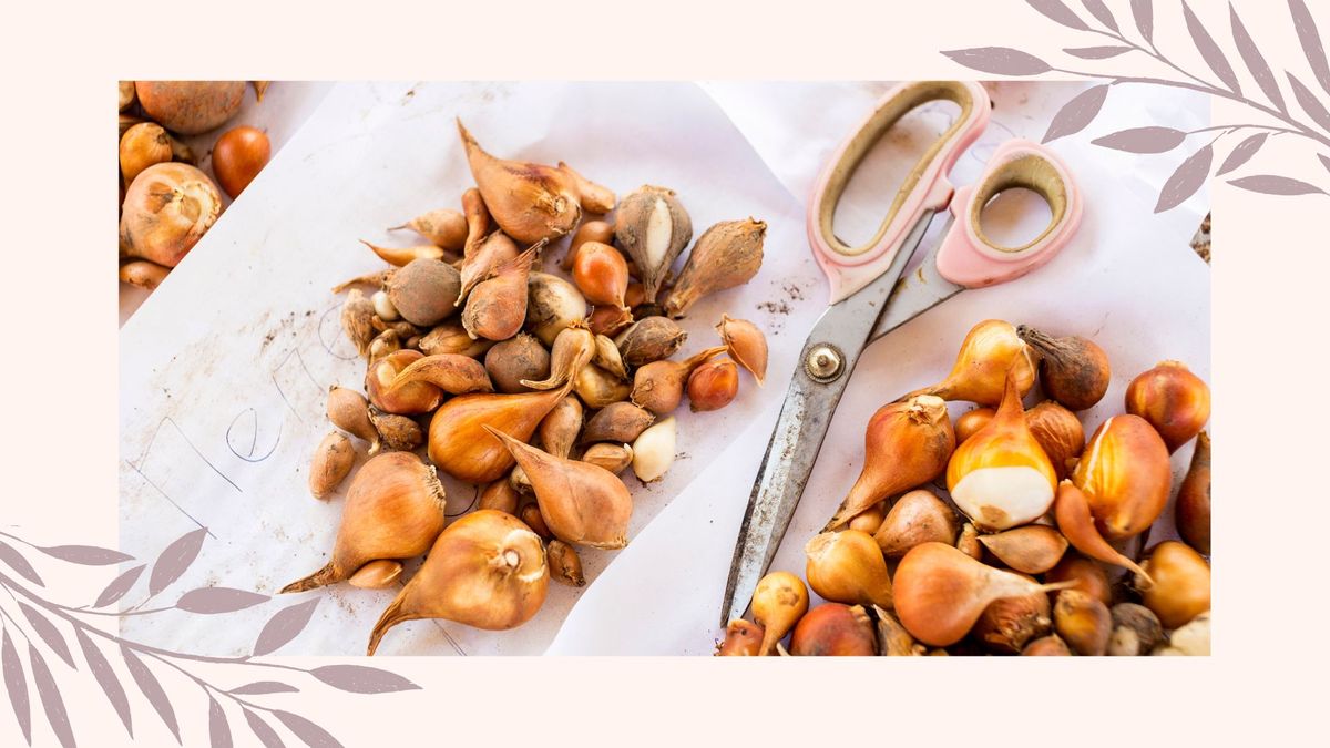 How to store spring bulbs for next year: an expert guide | Woman & Home