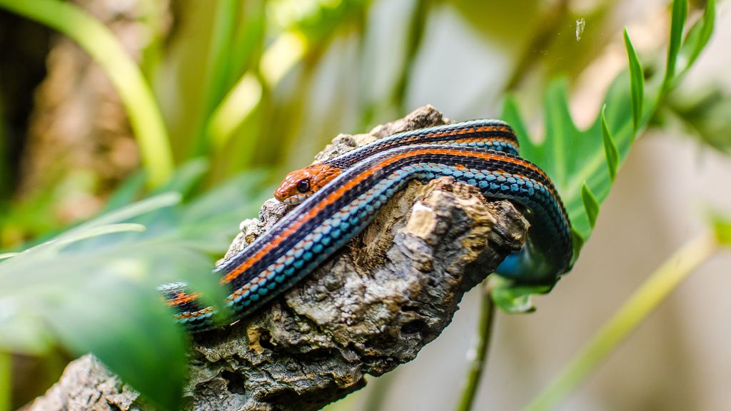 What is the most colorful animal on Earth? | Live Science