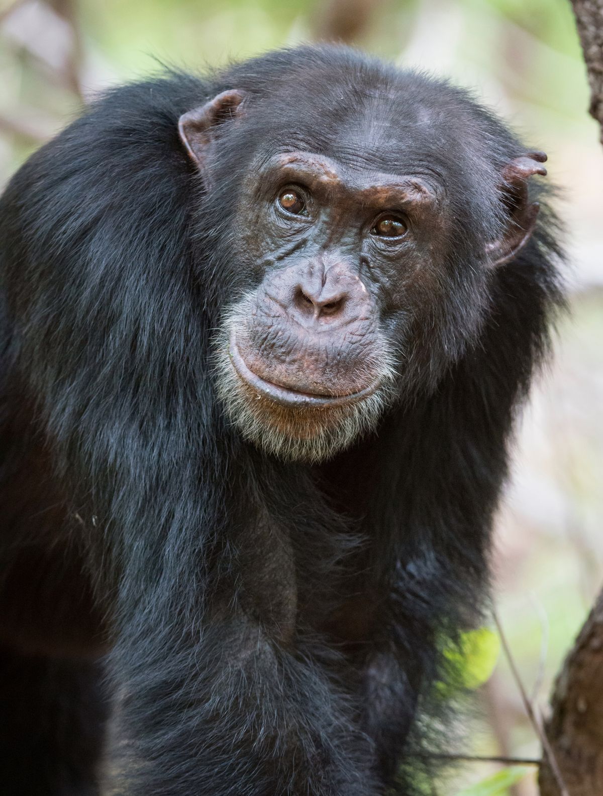 In Photos: The Fongoli Savanna Chimpanzees | Live Science