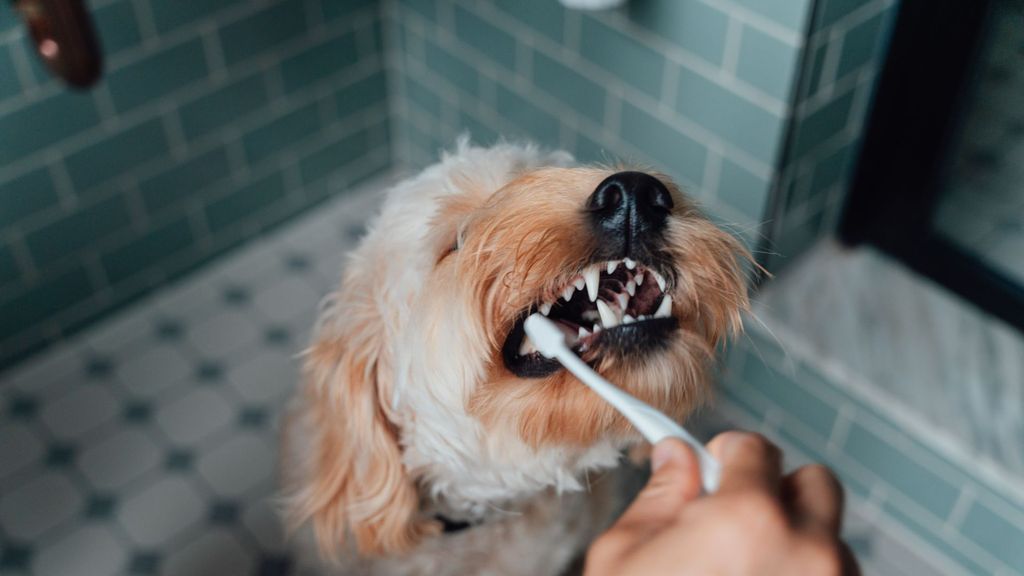 Dog sneezing a lot? Our vet explains why and what you can do | PetsRadar