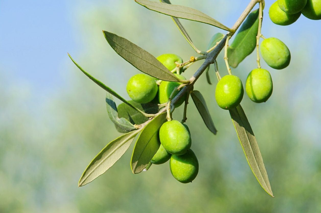 Zone 7 Olive Trees - Choosing Olive Trees For Zone 7 Gardens ...