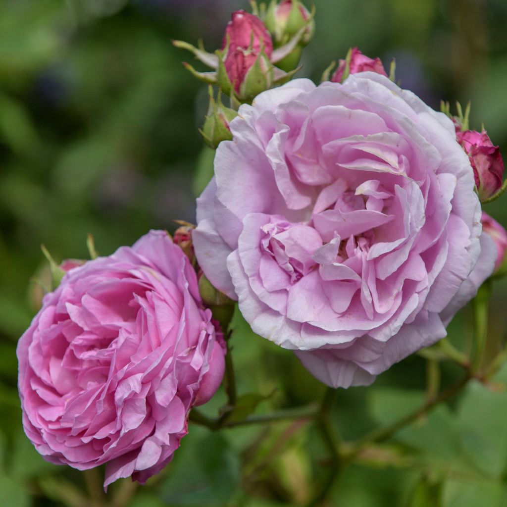 Can you plant new roses in an old rose bed? | Ideal Home