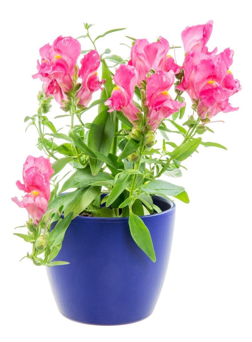 Container Grown Snapdragons: How To Grow Snapdragon In A Pot ...