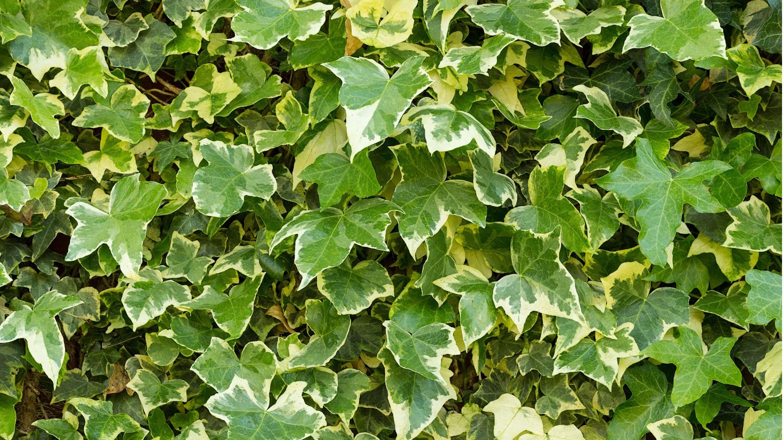 Can you prune your neighbor's ivy? Legal experts advise | Homes and Gardens
