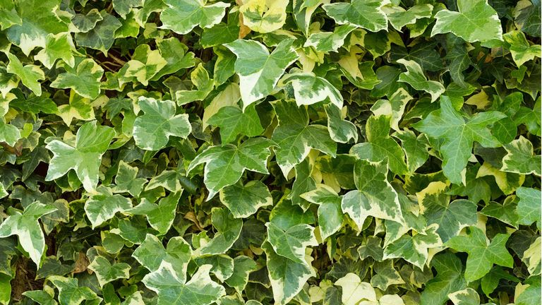How to grow ivy from cuttings: easy propagation tips | Homes and Gardens