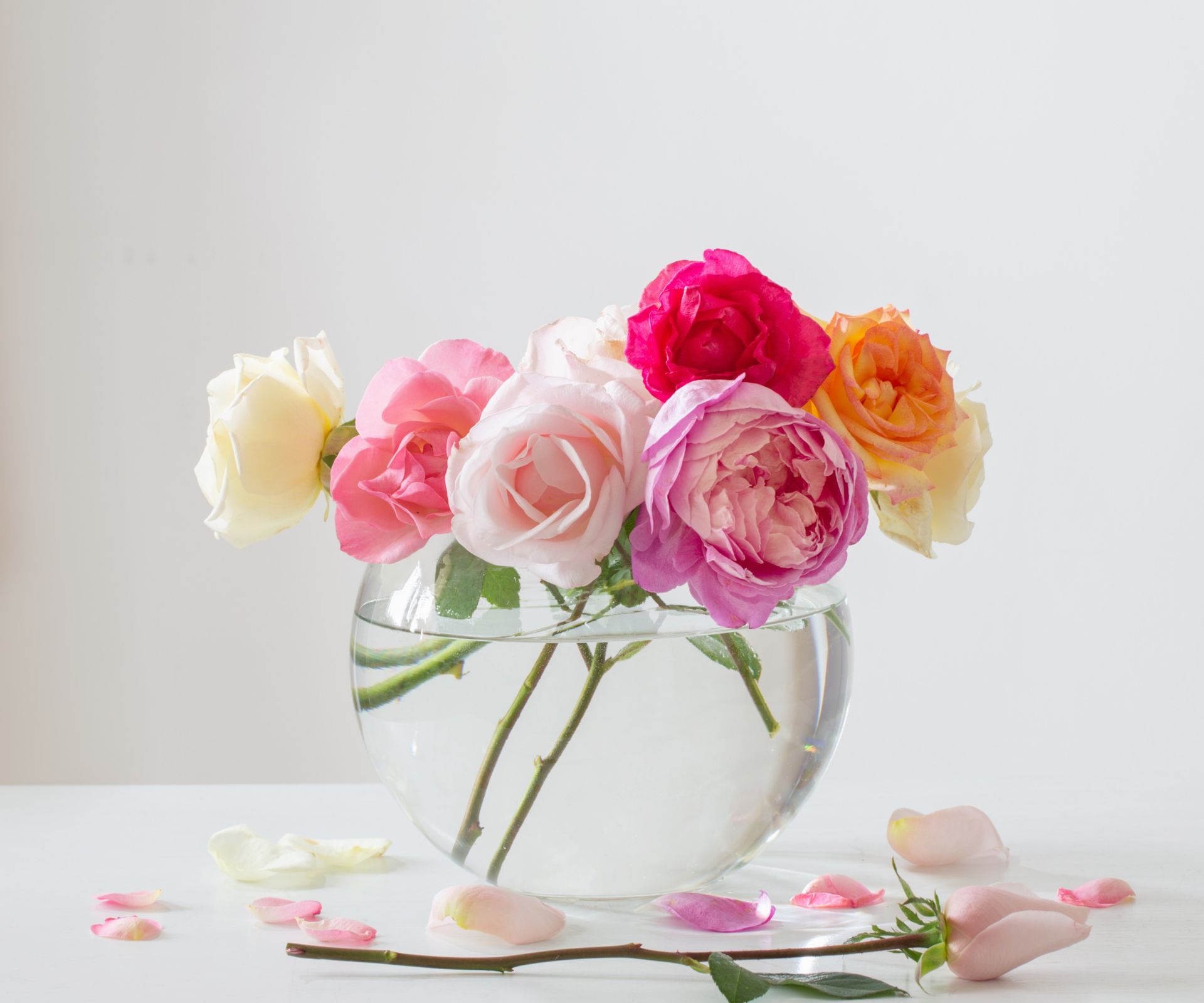 How to root rose cuttings in water: An expert guide | Homes and Gardens