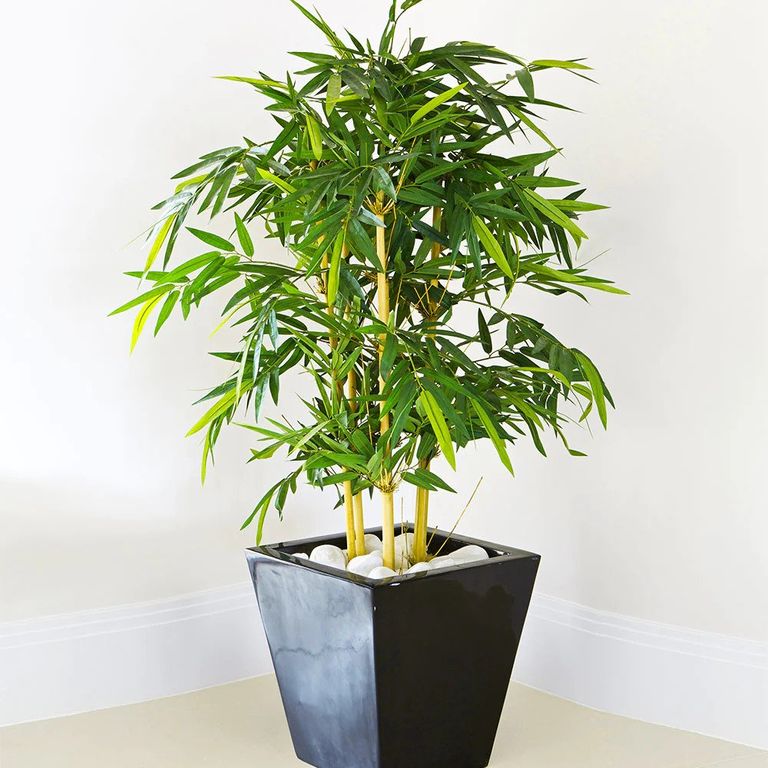 How to Revive a Bamboo Plant – 6 Tips From Experts | Livingetc