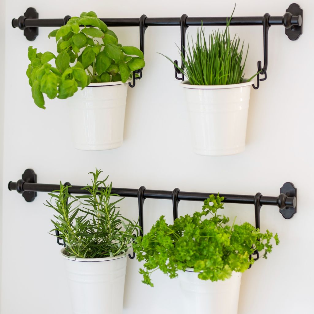 Best plants for condensation and damp – 7 easy-care options | Ideal Home